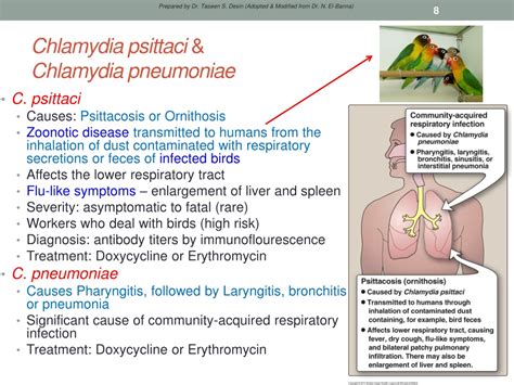 Ppt Candida Albicans Powerpoint Presentation Free Download Id 11337406