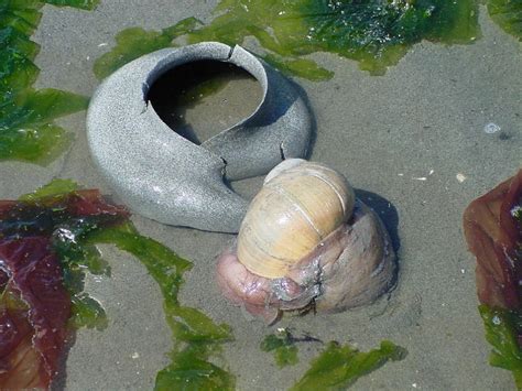 Mama Moon Snail And Shaggy Mouse A Tale Of Beach Science With Richmond Christian School Galiano