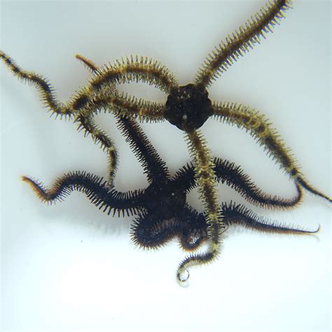 Oceans Garden Aquaculture Brittle Starfish