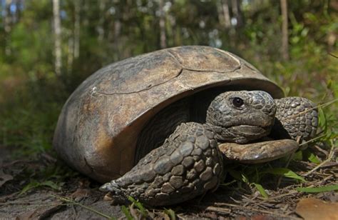 Endangered Status Sought For Gopher Tortoise In Alabama