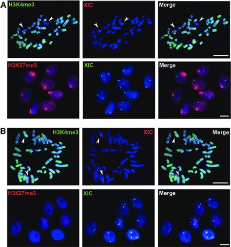 X Chromosome Is Reactivated During REF Reprogramming To The Pluripotent Download Scientific