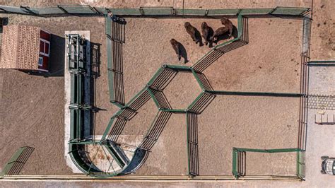 Cattle Handling System Design Tips You Need To Know AGDAILY