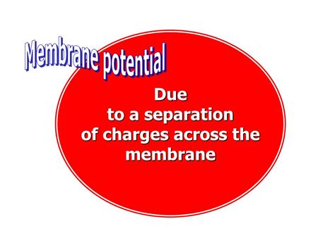 Ppt Membrane Potentials Powerpoint Presentation Free Download Id