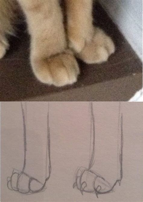 How To Draw Warrior Cats Tutorial Warriors Amino