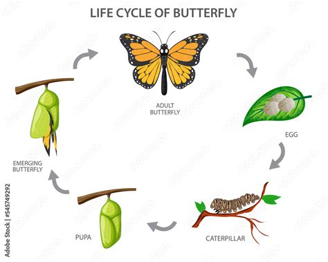 Lifecycle Of Butterfly Vector Illustration Stock Illustration Adobe Stock