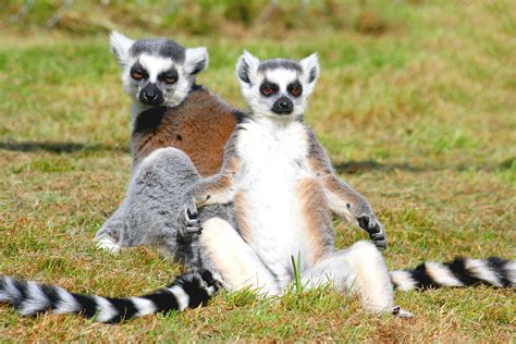Ringed Tailed Lemur