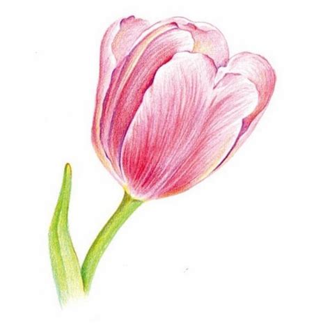 Как нарисовать тюльпан пошагово своими руками учимся рисовать цветы легко карандашом и красками