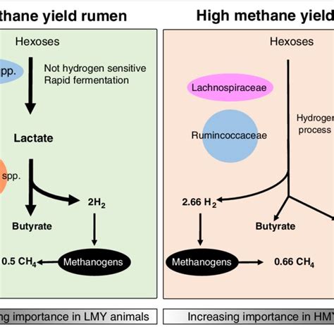 Pdf Rumen Metagenome And Metatranscriptome Analyses Of Low Methane
