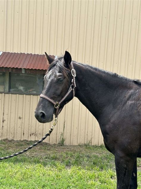 General Lee Nice Big Black Smooth Gelding