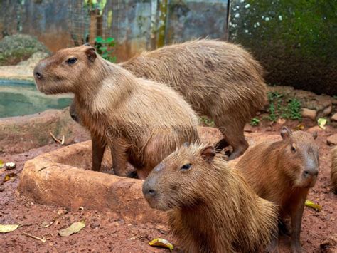 The Capybara Stock Image Image Of Giant Brazil Bear 277272117