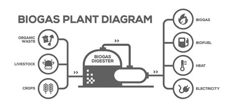Biogas Plant Diagram Biogas Production Phases Illustrated Educational