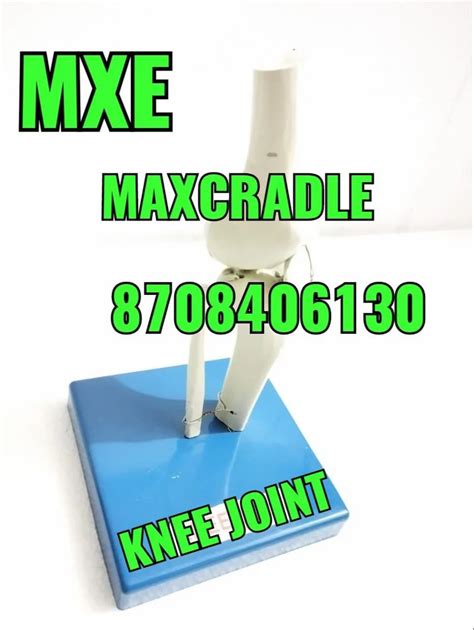 Human Knee Joint Model At ₹ 600 In Ambala Id 2849611294630