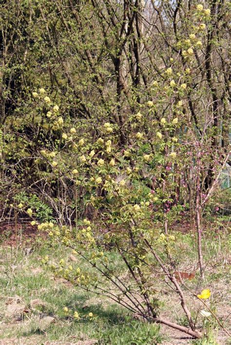 Sambucus Tigranii Sureaux