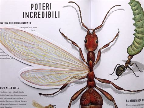 Anne Jankéliowitch Isabelle Simler Regni Minuscoli Lippocampo Scaffale Basso