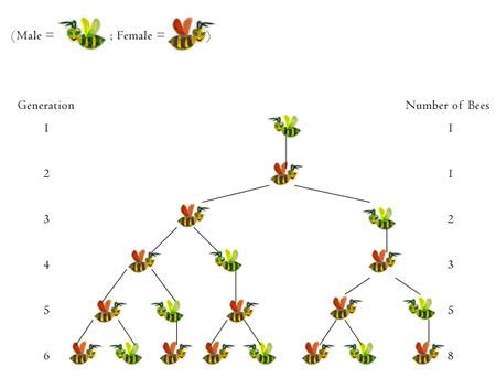 Activities Fibonacci Numbers