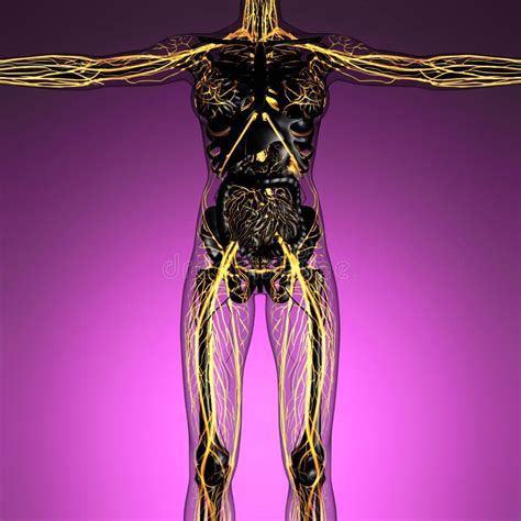 Science Anatomy Of Human Body In X Ray With Glow Blood Vessels Stock