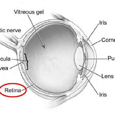 4 Structure Of Human Eye Download Scientific Diagram