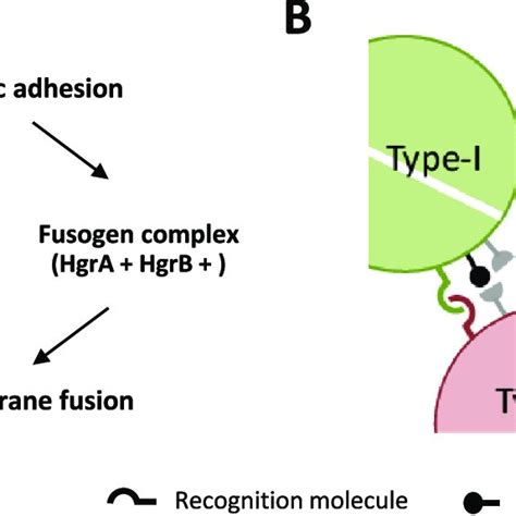 Hypothetical Schemes For Mating Type Specific Gamete Fusion In D Download Scientific Diagram