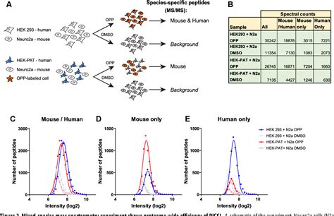 Figure 3 From Cell Type Specific Labeling Of Newly Synthesized Proteins By Puromycin