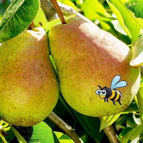 Poirier Docteur Jules Guyot Pepinière Laïta