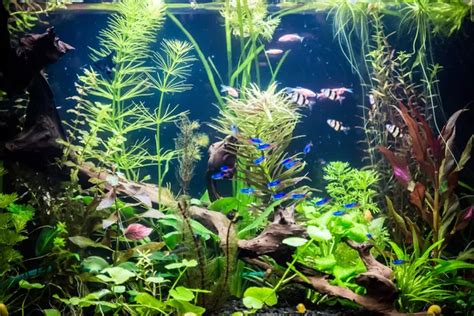 Acuario Plantas Fotos De Stock Imágenes De Acuario Plantas Sin