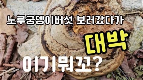 10월9일 노루궁뎅이 버섯 보러갔다가 대물 발견 이게 뭔일 Youtube