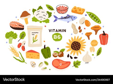 Vitamin B6 Food Sources Royalty Free Vector Image
