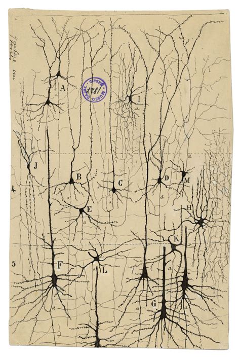 Neurons Art Neurology Minja Belić