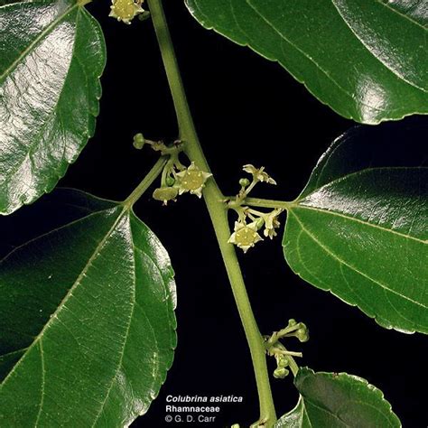 Rhamnaceae Alchetron The Free Social Encyclopedia