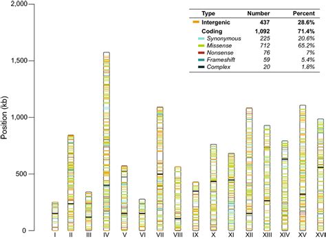 The Spectrum Of Mutations In 96 Evolved Clones Under Galactose