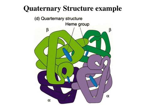 Ppt Proteins Powerpoint Presentation Free Download Id478226