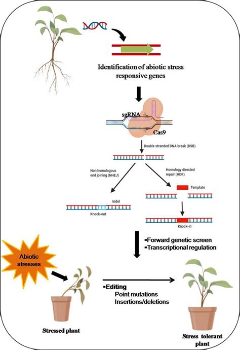 Frontiers Application Of Crisprcas9 Mediated Gene Editing For