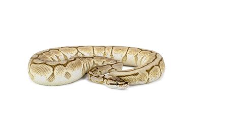 Lesser Bee Ball Python