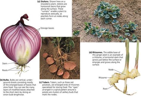 Rozaini Othman Guru Cemerlang Biologi Plants 1