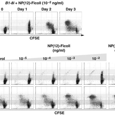 Model Of Class Switch Recombination A The Genomic Organization Of