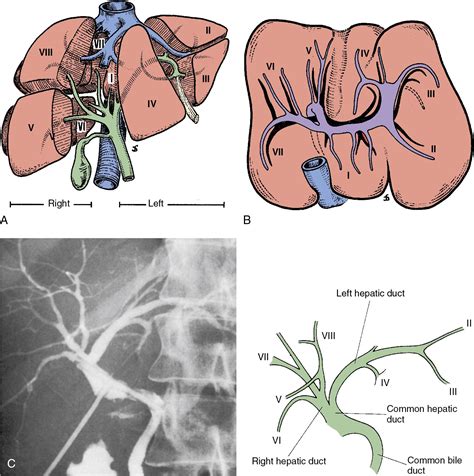 Surgical And Radiologic Anatomy Of The Liver Biliary Tract And
