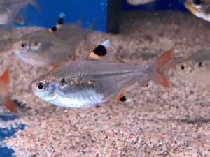 The Ultimate Care Guide For X Ray Tetra