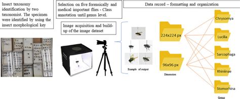 An Annotated Image Dataset Of Medically And Forensically Important Flies For Deep Learning Model