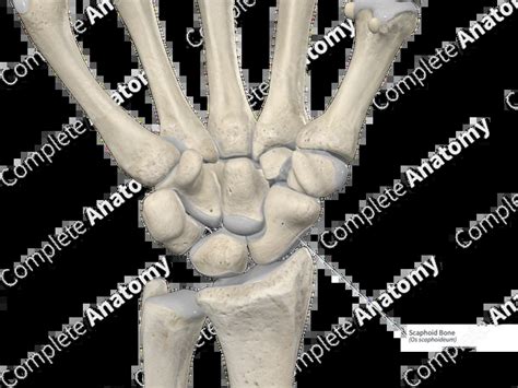 Scaphoid Bone Complete Anatomy