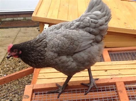 Araucana For Sale Chickens Breed Information Omlet