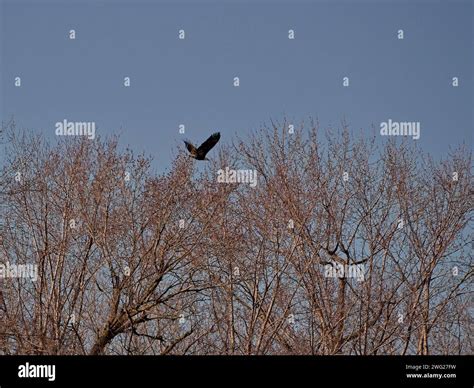 Bald Eagle Migration Through The Loess Bluffs National Wildlife Refuge In Holt County Missouri