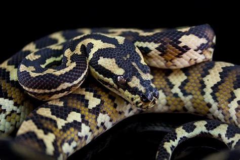 Paupan Carpet Python Stunning Subspecies