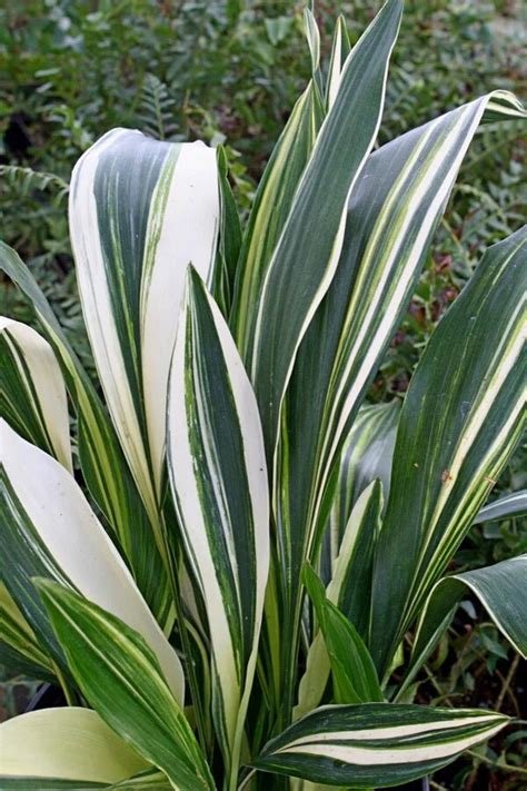 Variegated Cast Iron Plant Variegata Buy Now Ladybird Nursery