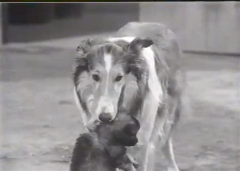 1000 Images About Jeffs Collie On Pinterest Donald Oconnor June Lockhart And Martin Omalley