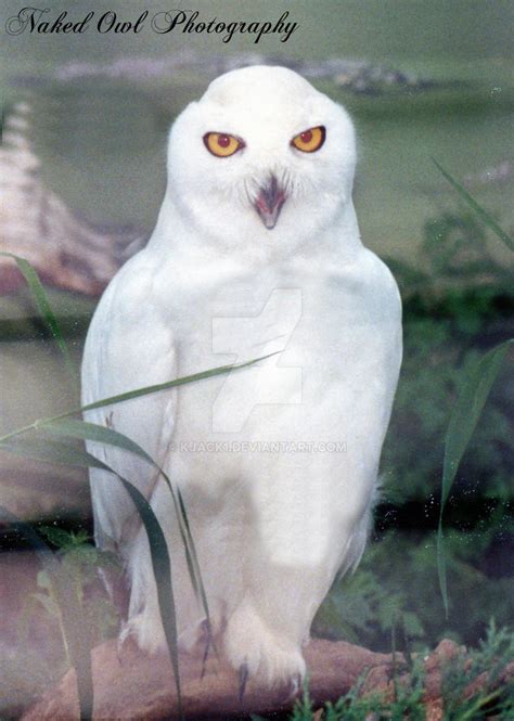 Naked Owl Photography By Kjack On DeviantArt