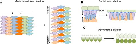 Asymmetric Cellular Behaviors In Morphogenetic Movements During