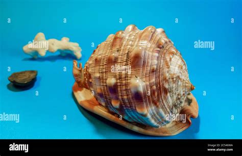 Horizontal Shot Of A Nutmeg Seashell With A Few Small Seashells On A Blue Surface Stock Photo
