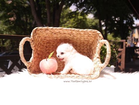 패밀리펫알로하 ＊name 타미 ＊type 미니 말티즈 ＊birthday 328 ＊sex 왕자님 Facebook