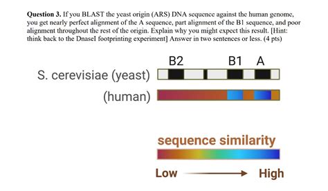Solved Question 3 If You Blast The Yeast Origin Ars Dna Sequence