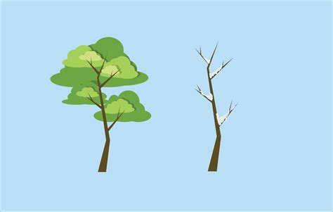 Tree Leaves In Summer And Tree In Winter Without Leaf Vector Art At Vecteezy